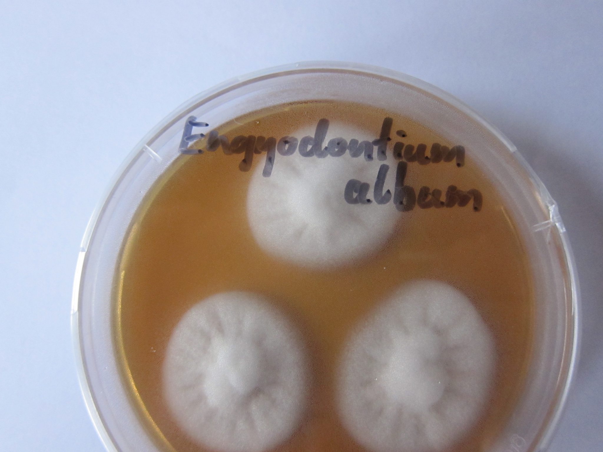 isolierter Schimmelpilz auf Petrischale -Engyodontium album ...