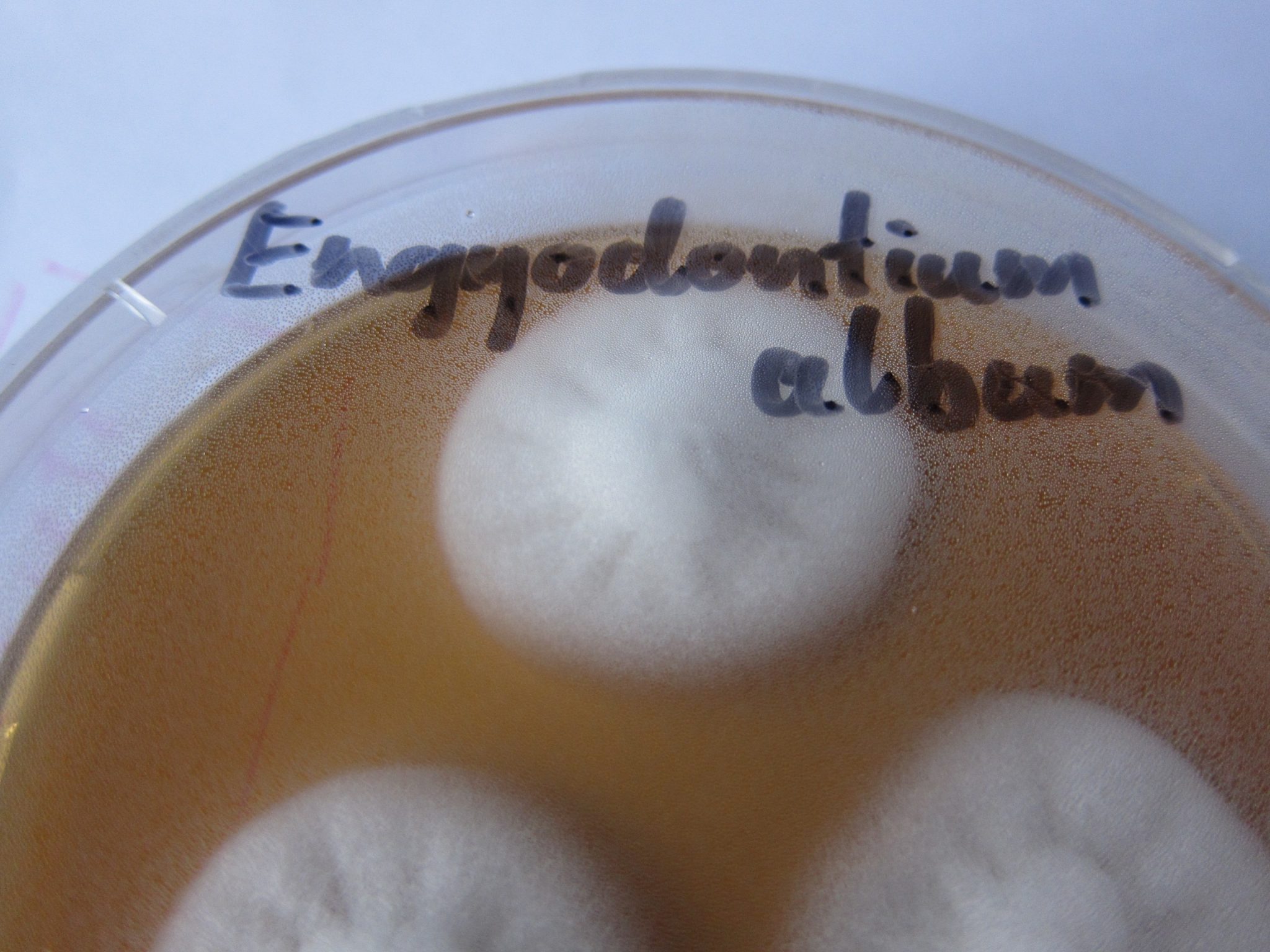 Engyodontium album - Baubiologie Geiger: Sachverständiger | Krefeld und NRW